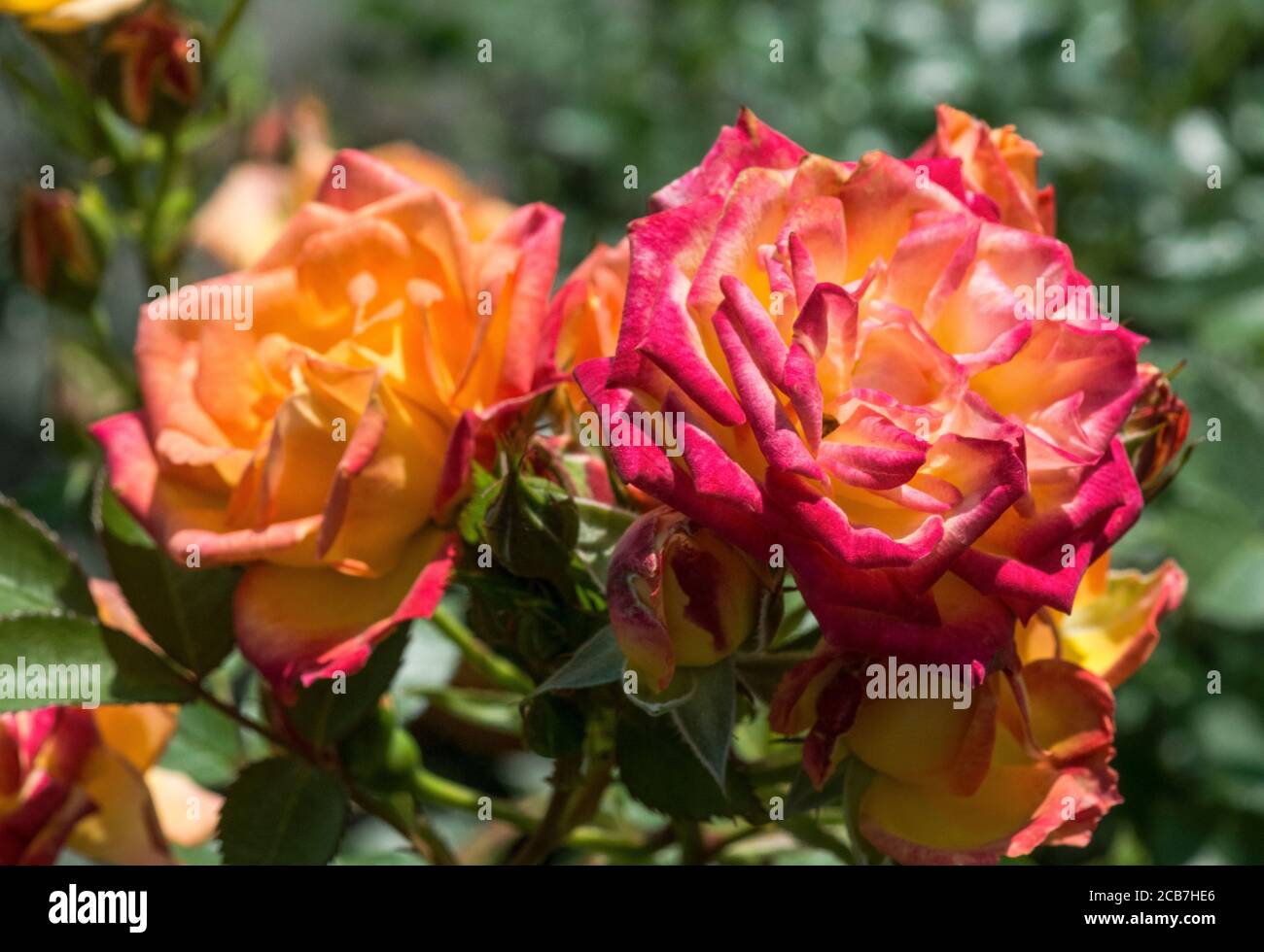 Little sunset rose hi-res stock photography and images - Alamy