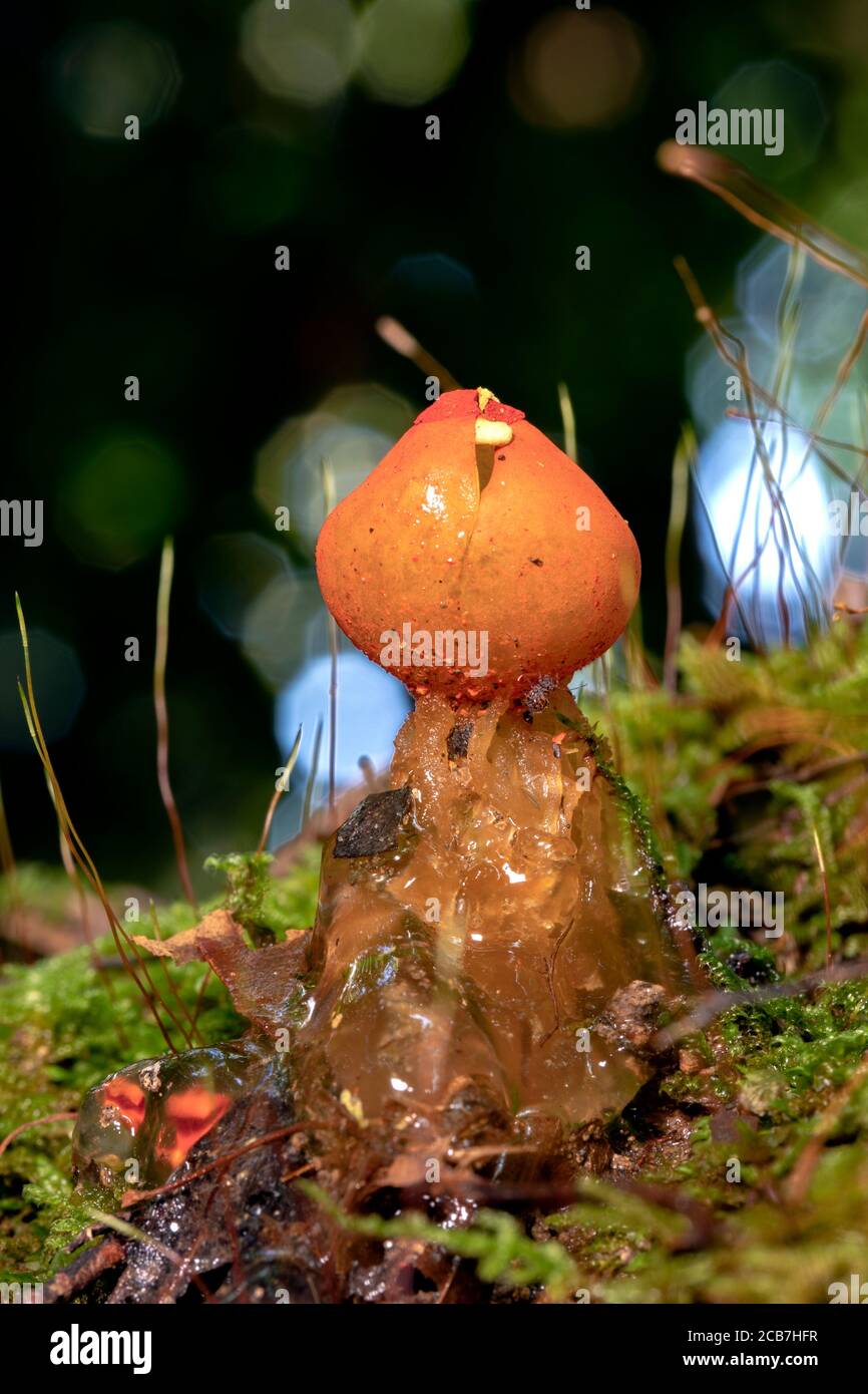 Calostoma hi-res stock photography and images - Alamy