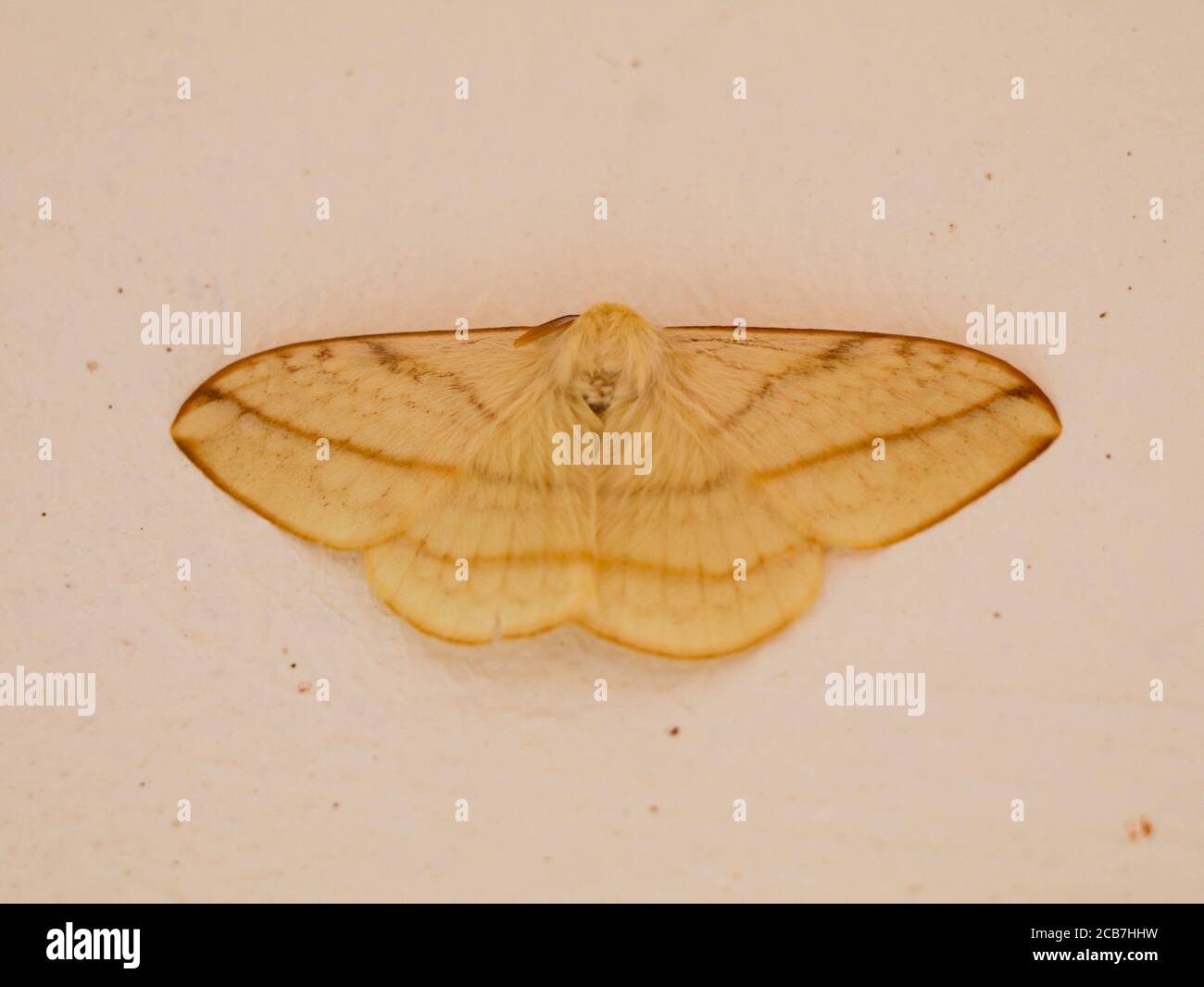 Cream color night butterfly or moth belonging to the paraphyletic group ...
