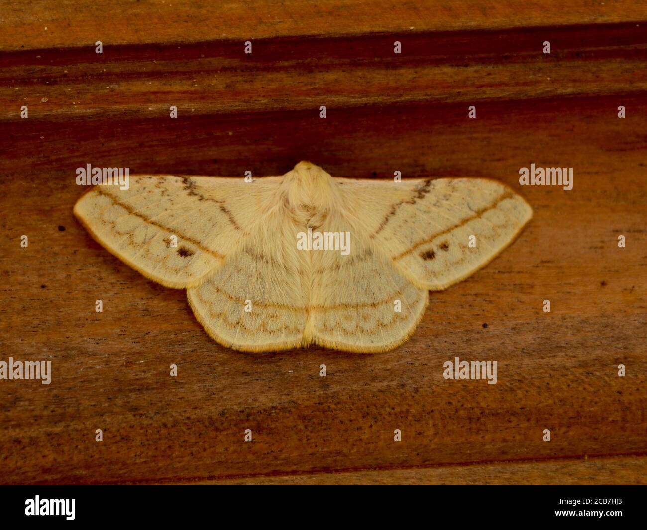 Cream color night butterfly or moth belonging to the paraphyletic group ...