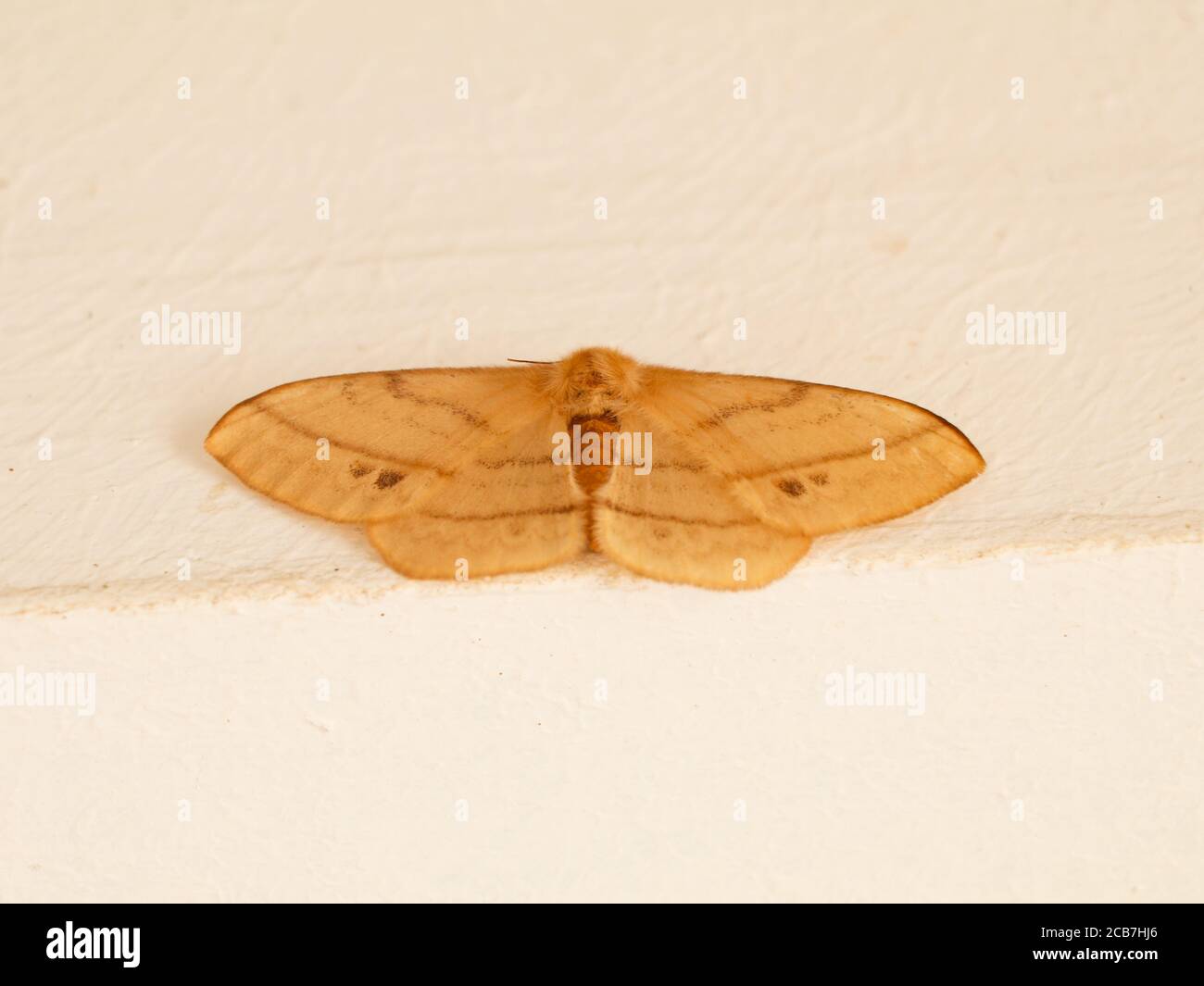 Cream color night butterfly or moth belonging to the paraphyletic group ...