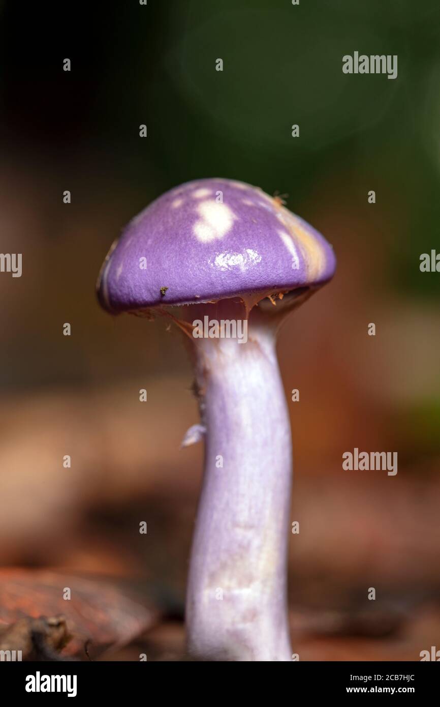 Cortinarius hi-res stock photography and images - Alamy