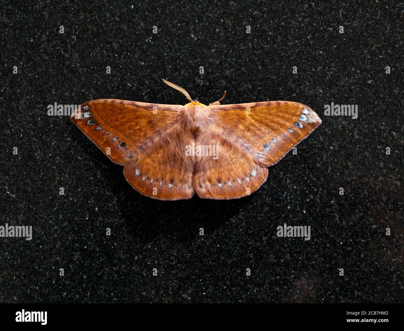 Brown color night butterfly or moth belonging to the paraphyletic group ...