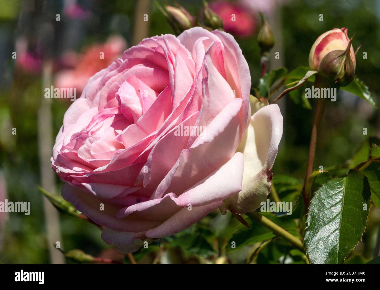 Rosa.Rose.The climbing rose Pierre du Ronsard Stock Photo - Alamy