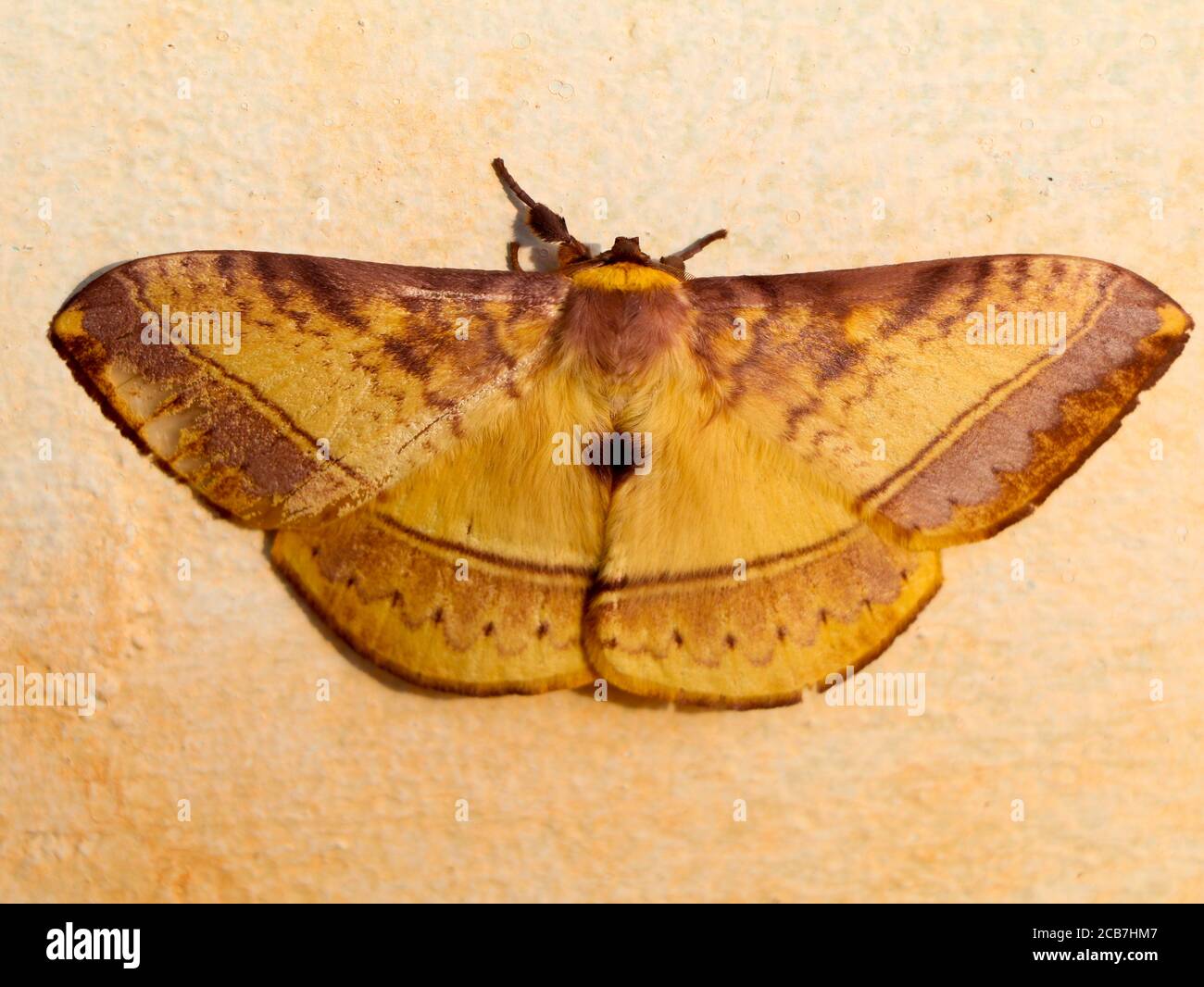 Brown color night butterfly or moth belonging to the paraphyletic group ...
