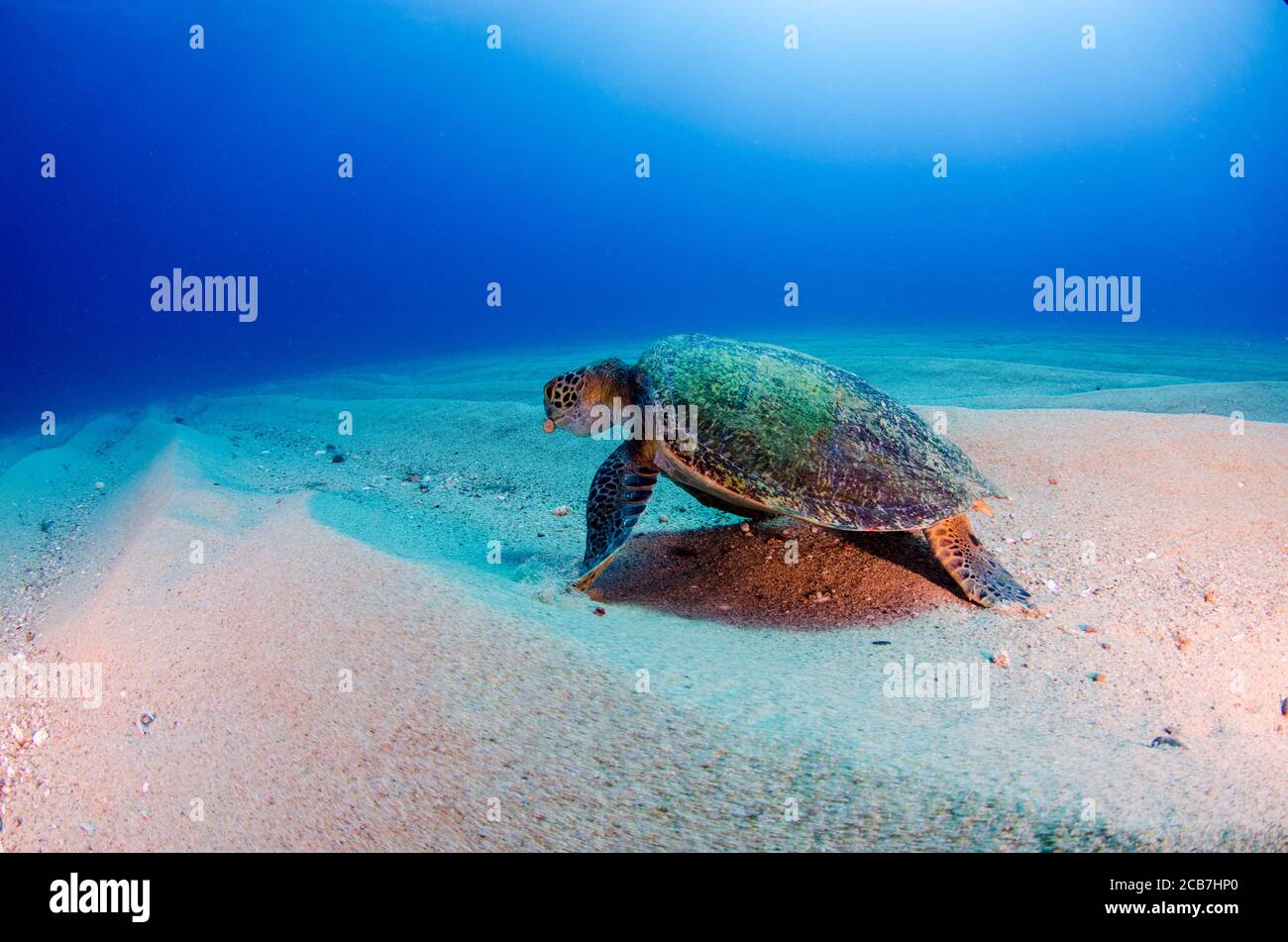 Sea turtle resting in the reefs of Cabo Pulmo National Park, Baja ...