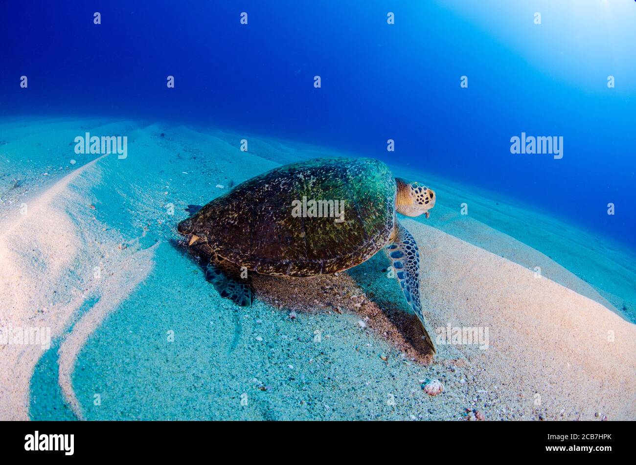 Leatherback turtle mexico not trinidad hi-res stock photography and ...