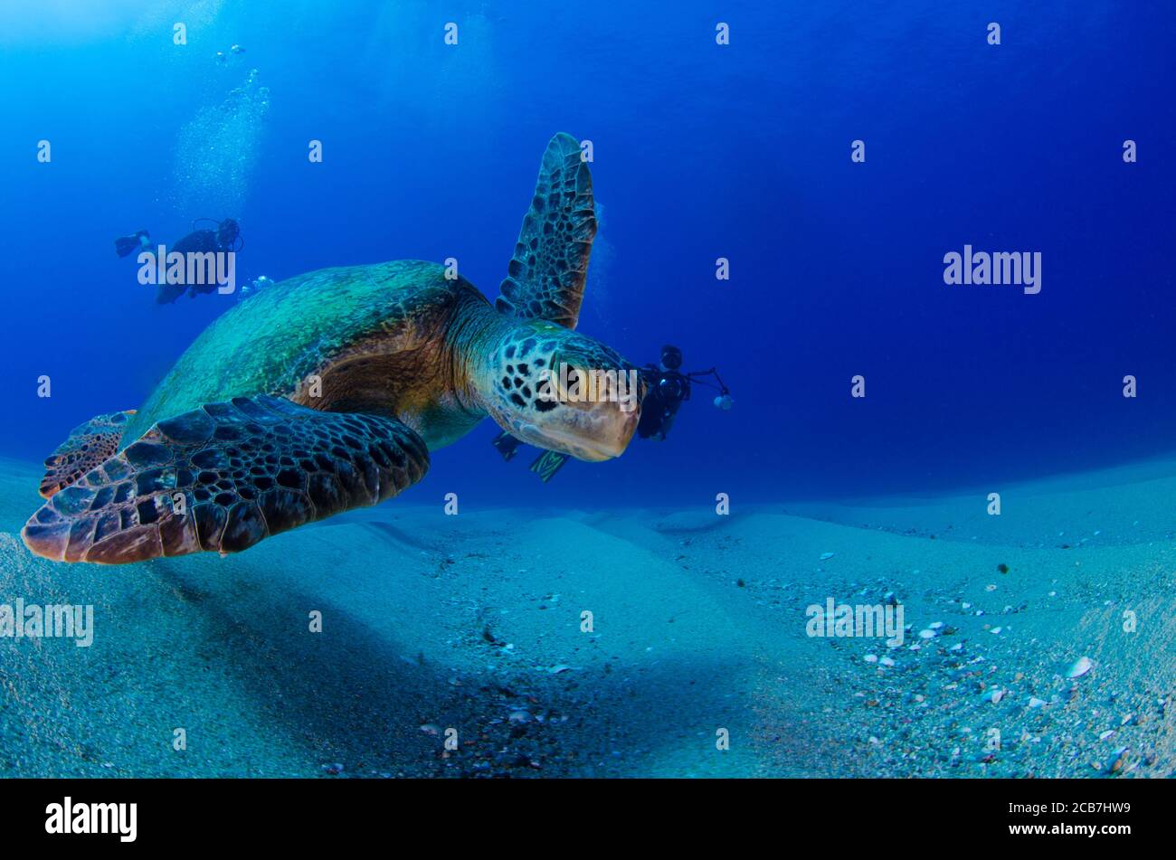 Sea turtle resting in the reefs of Cabo Pulmo National Park, Baja ...