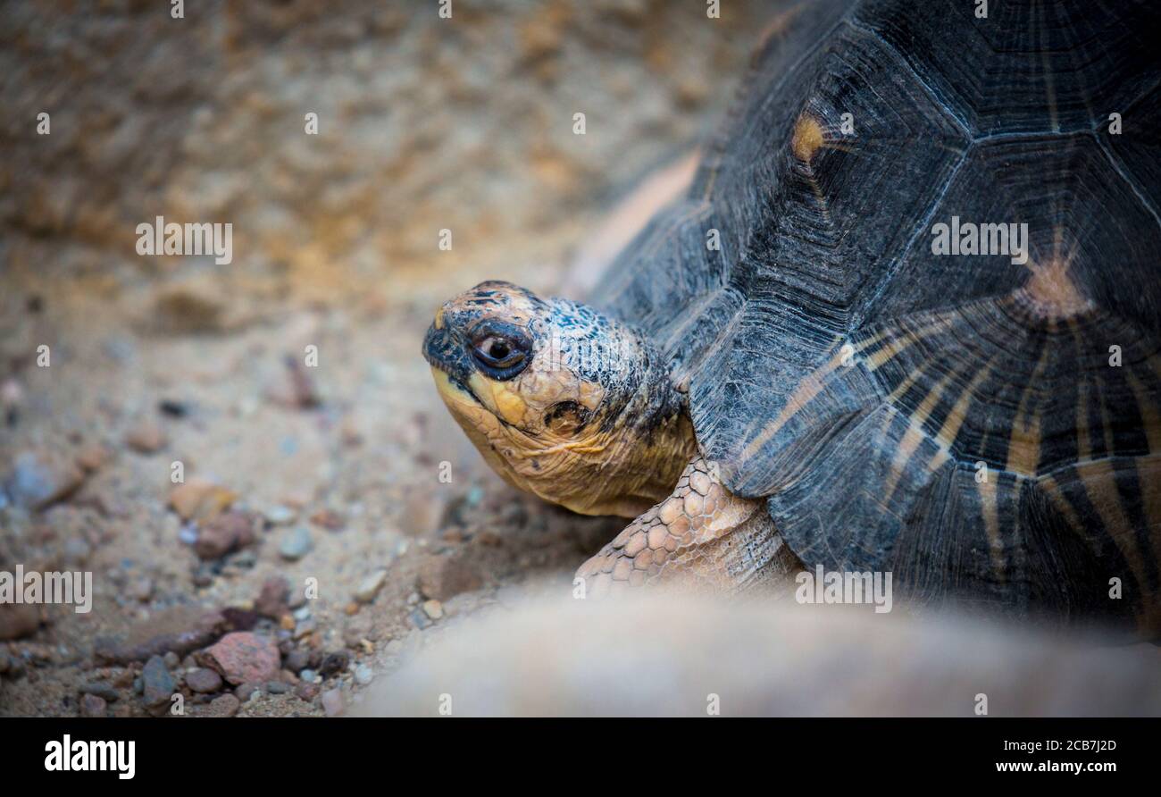 turtle on grass in park dvur kralove, the best pohto Stock Photo - Alamy