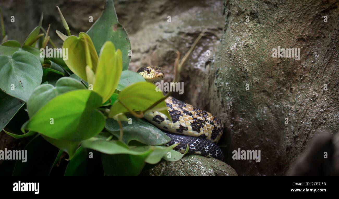 Africa jungle snake hi-res stock photography and images - Alamy