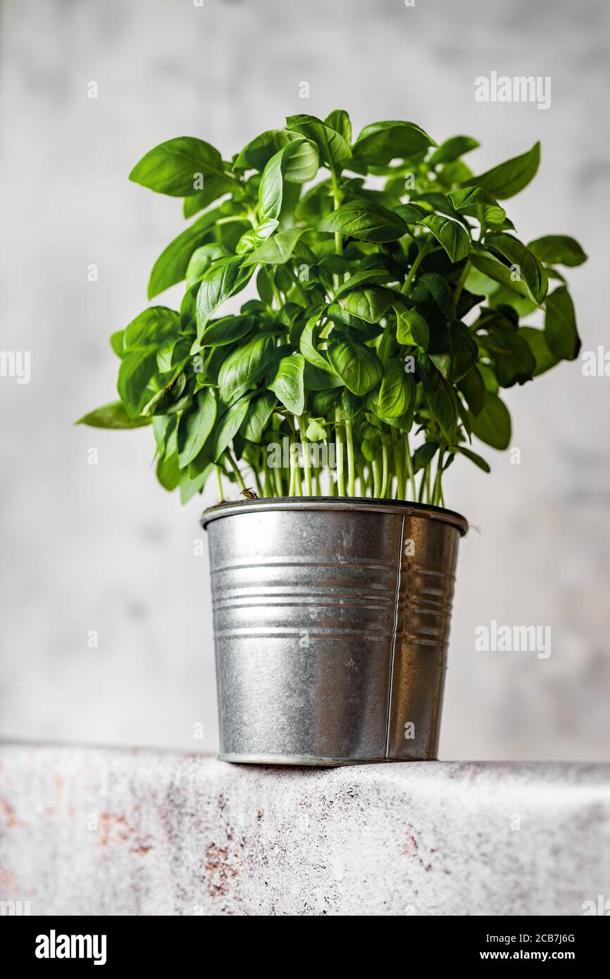 Basil growing in a pot placed on table with low angle of view Stock ...