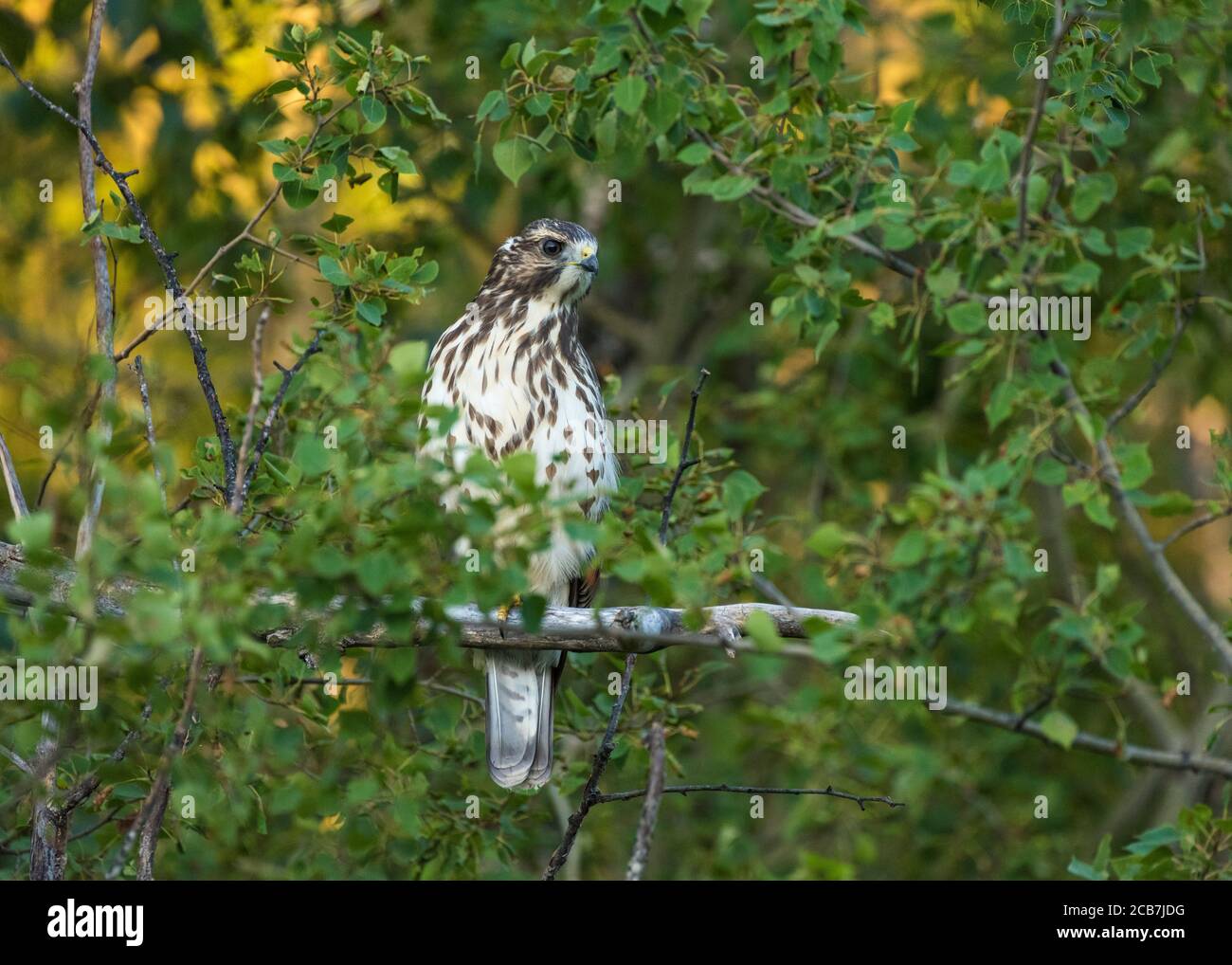 Juvenile prairie falcon hi-res stock photography and images - Alamy