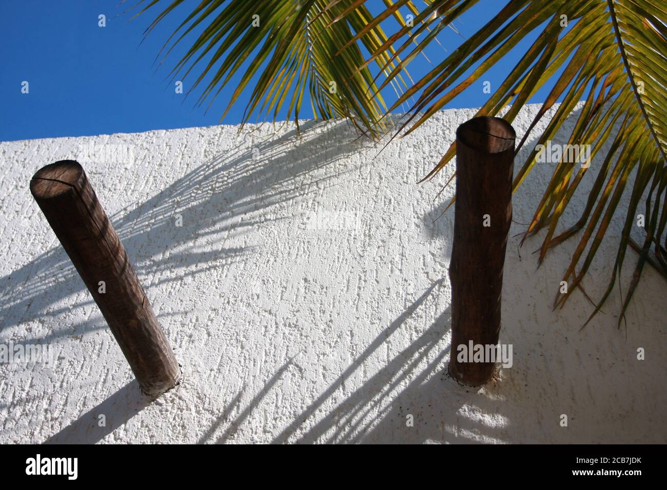 Mexican Tree Fern High Resolution Stock Photography and Images - Alamy