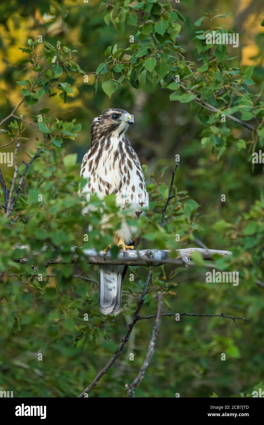 Prairie falcon falco mexicanus hi-res stock photography and images - Alamy