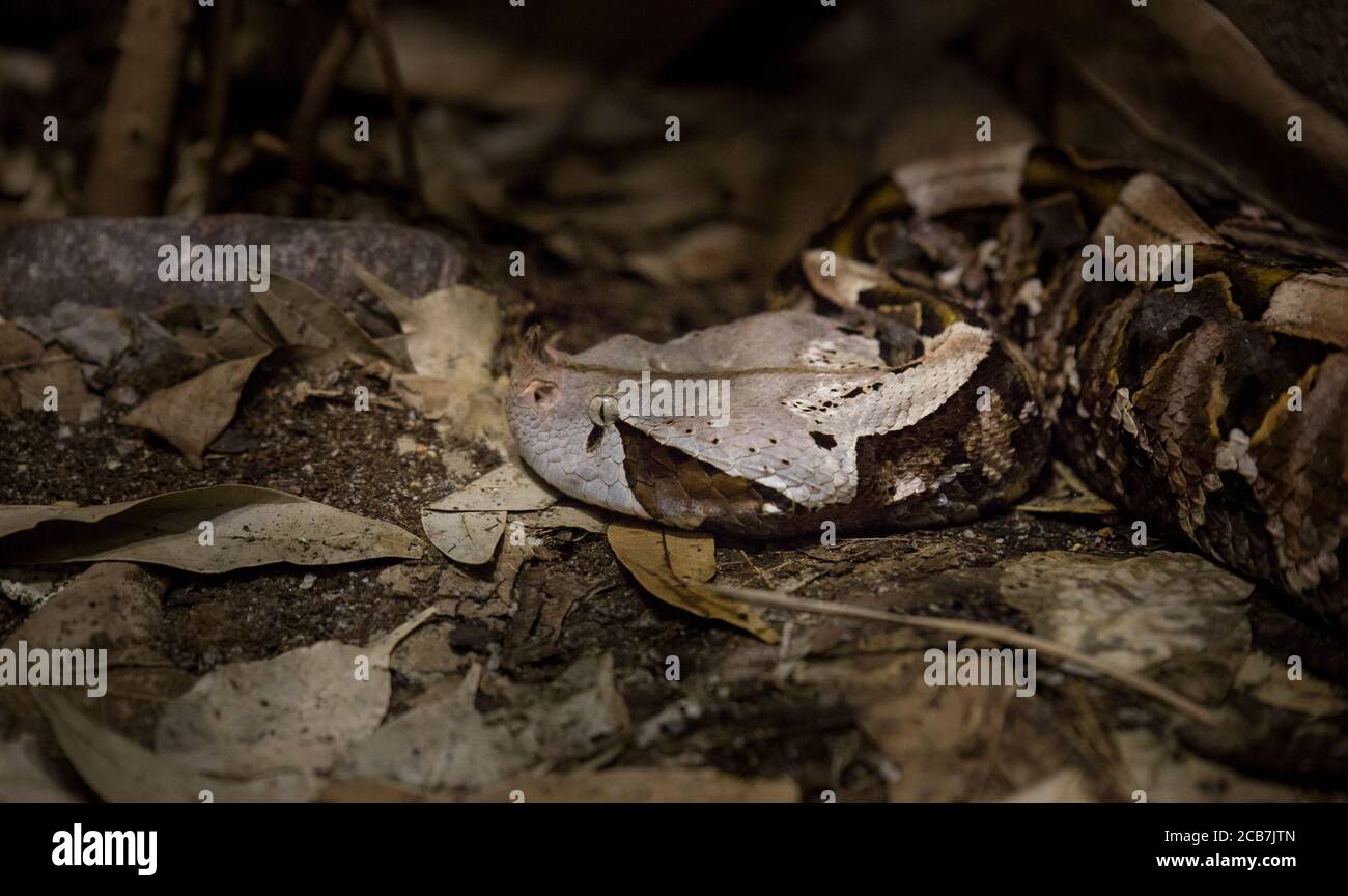 Large gaboon Bitis gabonica rhinoceros lies and lurks for food in the ...