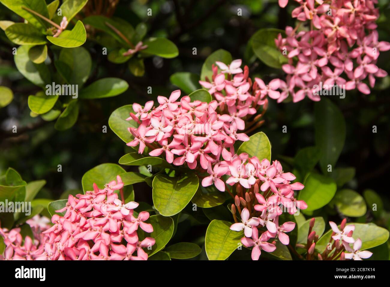 Close up of Small Pink mix soft white Ixora flower Stock Photo - Alamy