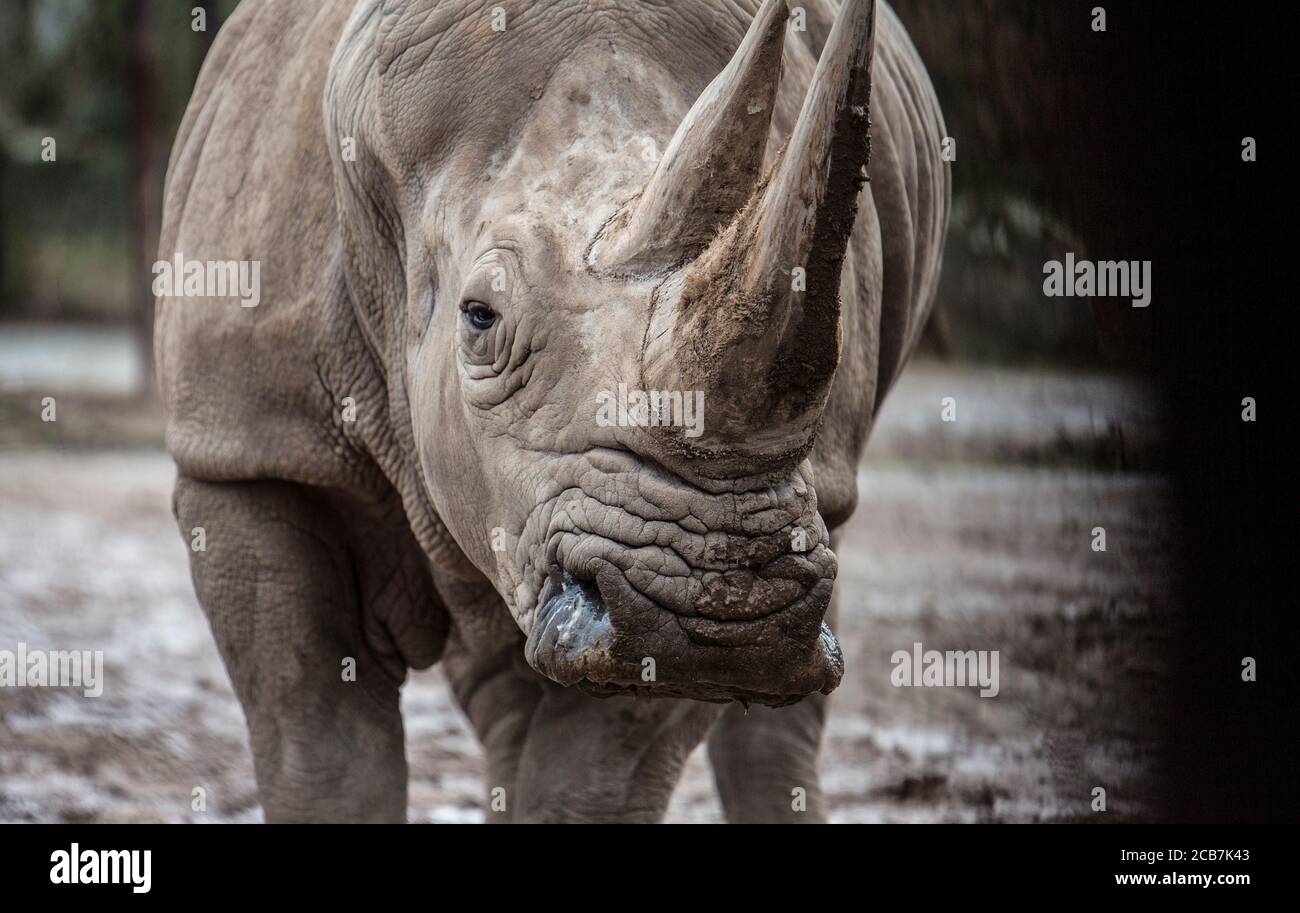 Ceratotherium simum cottoni, Diceros bicornis michaeli, white rhino ...