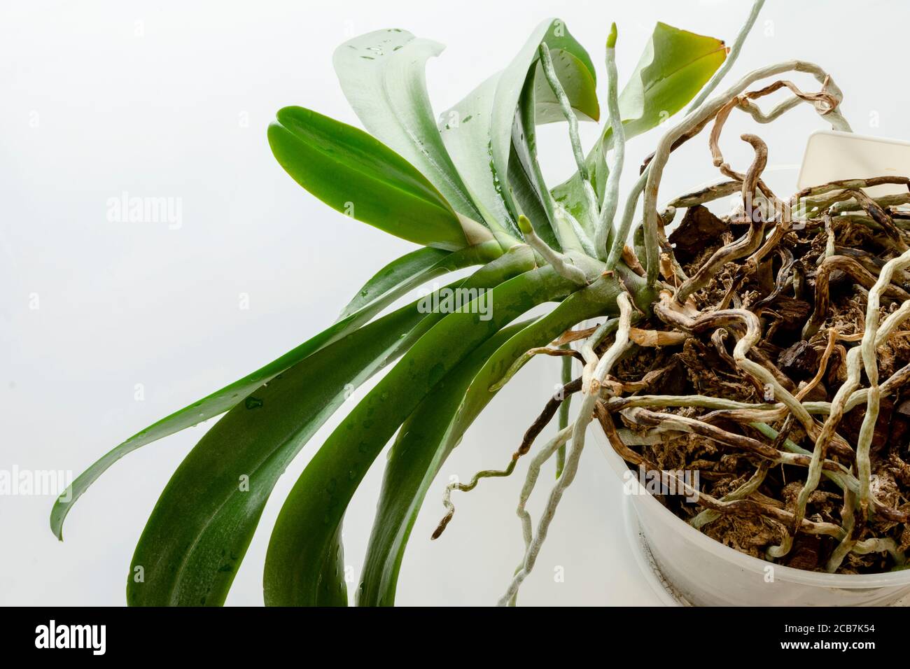 Old orchid plant with very long roots. Diseased roots of plants. Plant ...