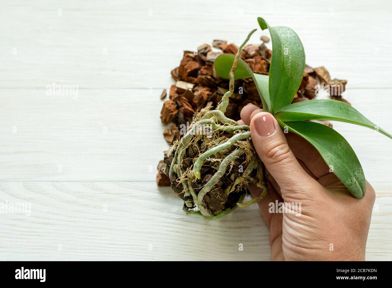 Transplant plants. Transplant orchids. Mini orchid with open root ...