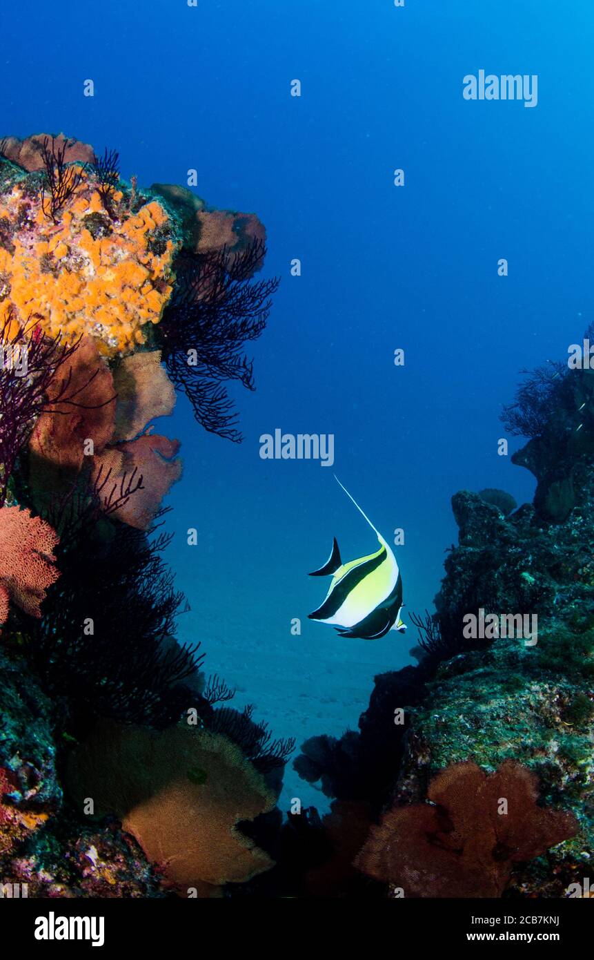 Cabo pulmo coral reef fish hi-res stock photography and images - Alamy