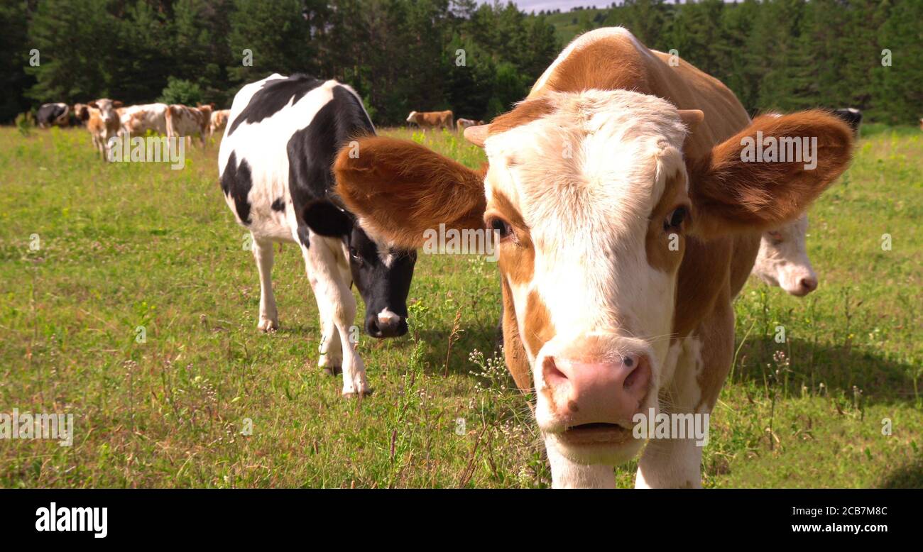 Large brown spotted bull on a green meadow close-up. The bull lows ...