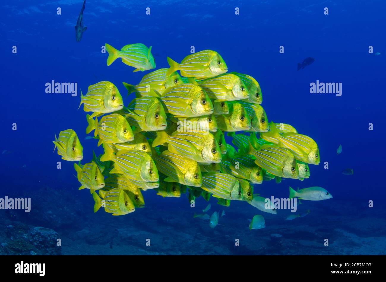 Outdoor reefs swimming fish hi-res stock photography and images - Alamy