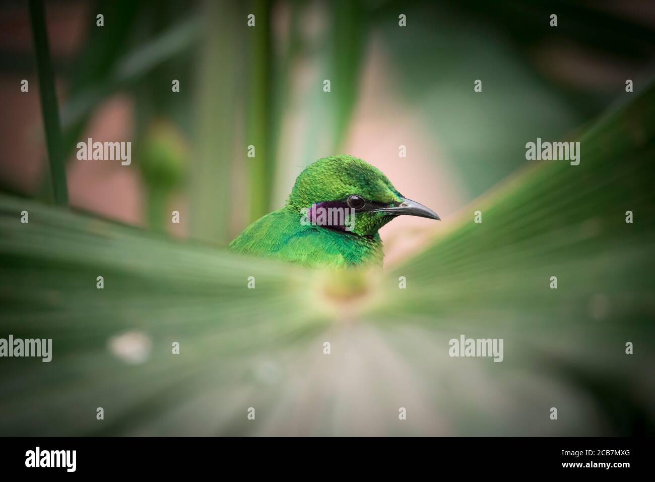 Emerald Starling in a eater artificial. This bird is also known as ...