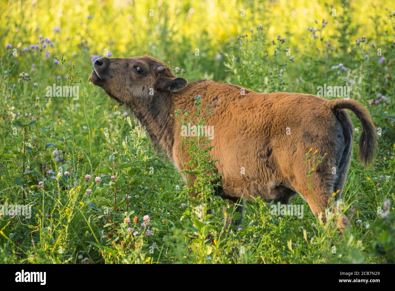 Bison mating season hi-res stock photography and images - Alamy