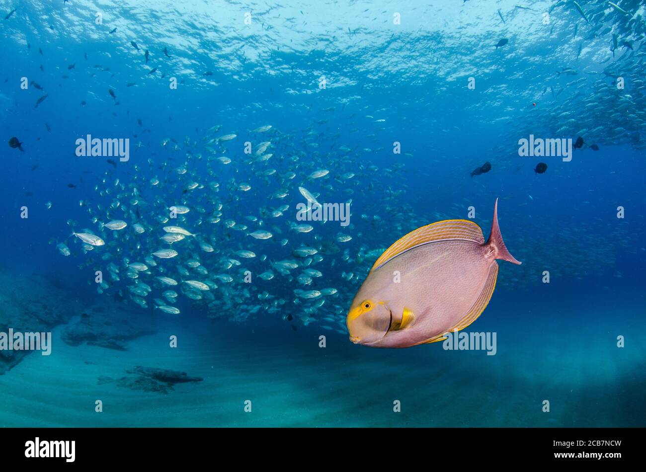 (Acanthurus xanthopterus) Yellowfin or purple Surgeonfish in a ...