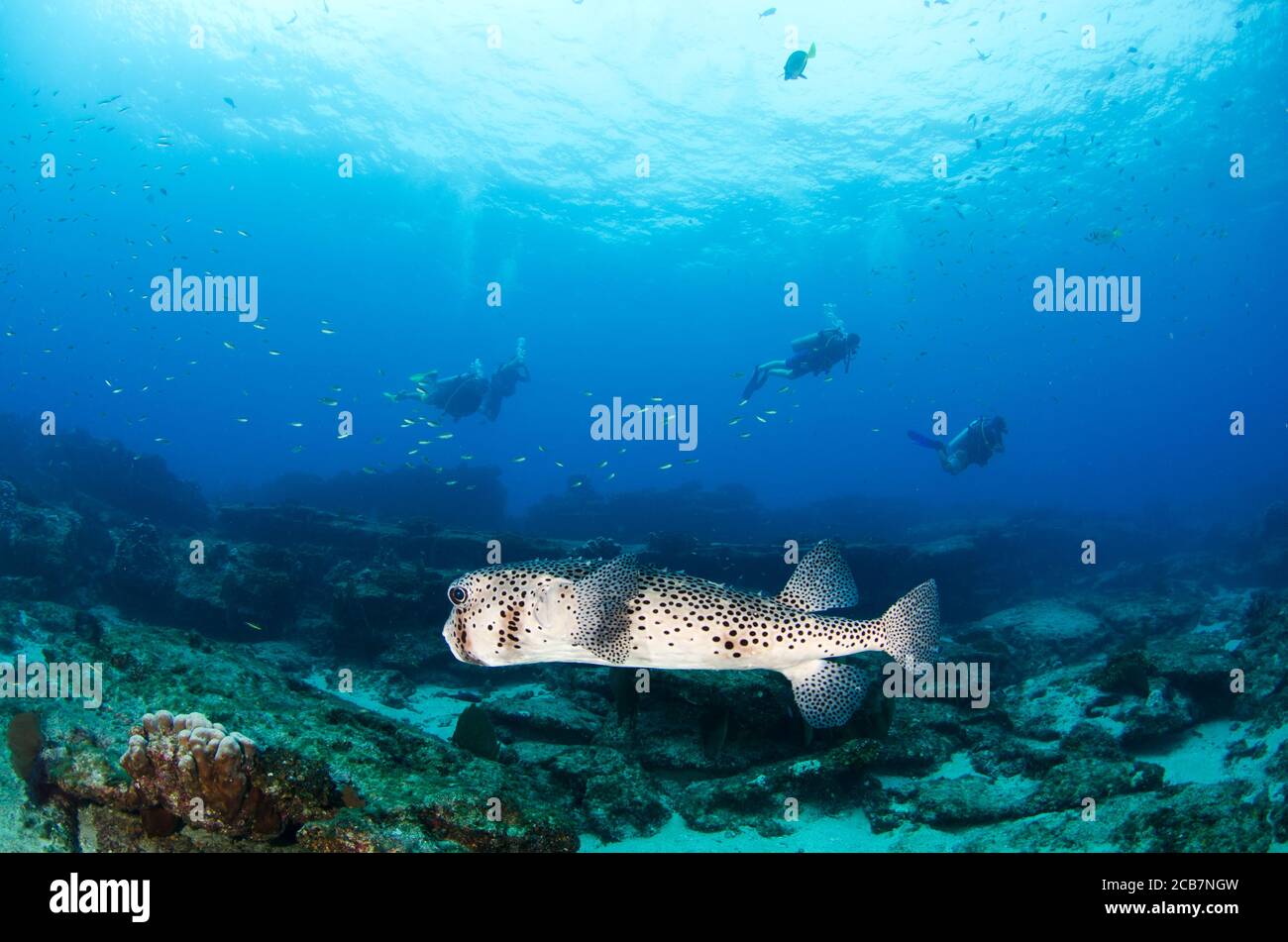Reef fish, Cabo pulmo national park. Baja California Sur, Mexico, Sea ...