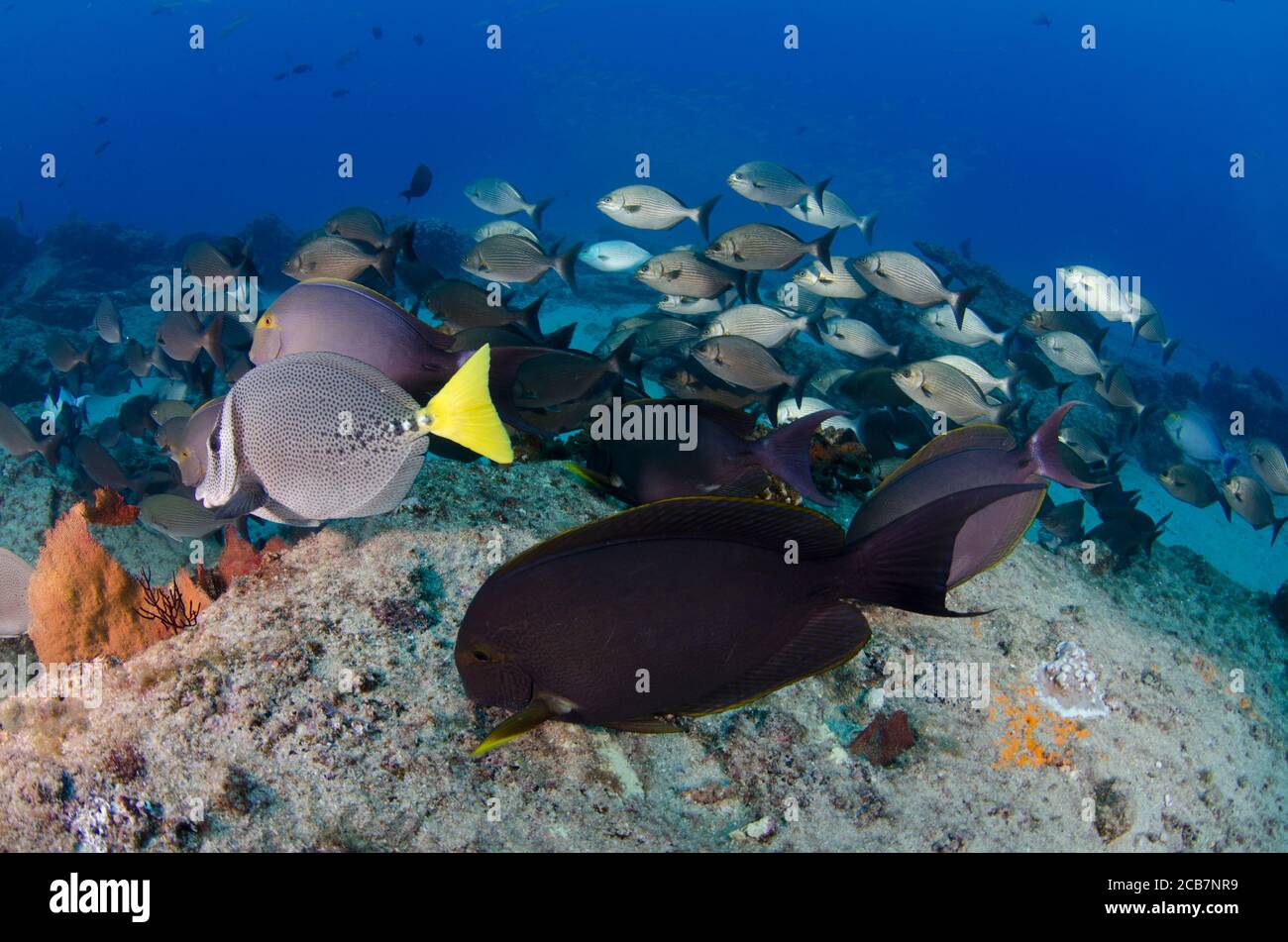 (Acanthurus xanthopterus) Yellowfin or purple Surgeonfish in a ...