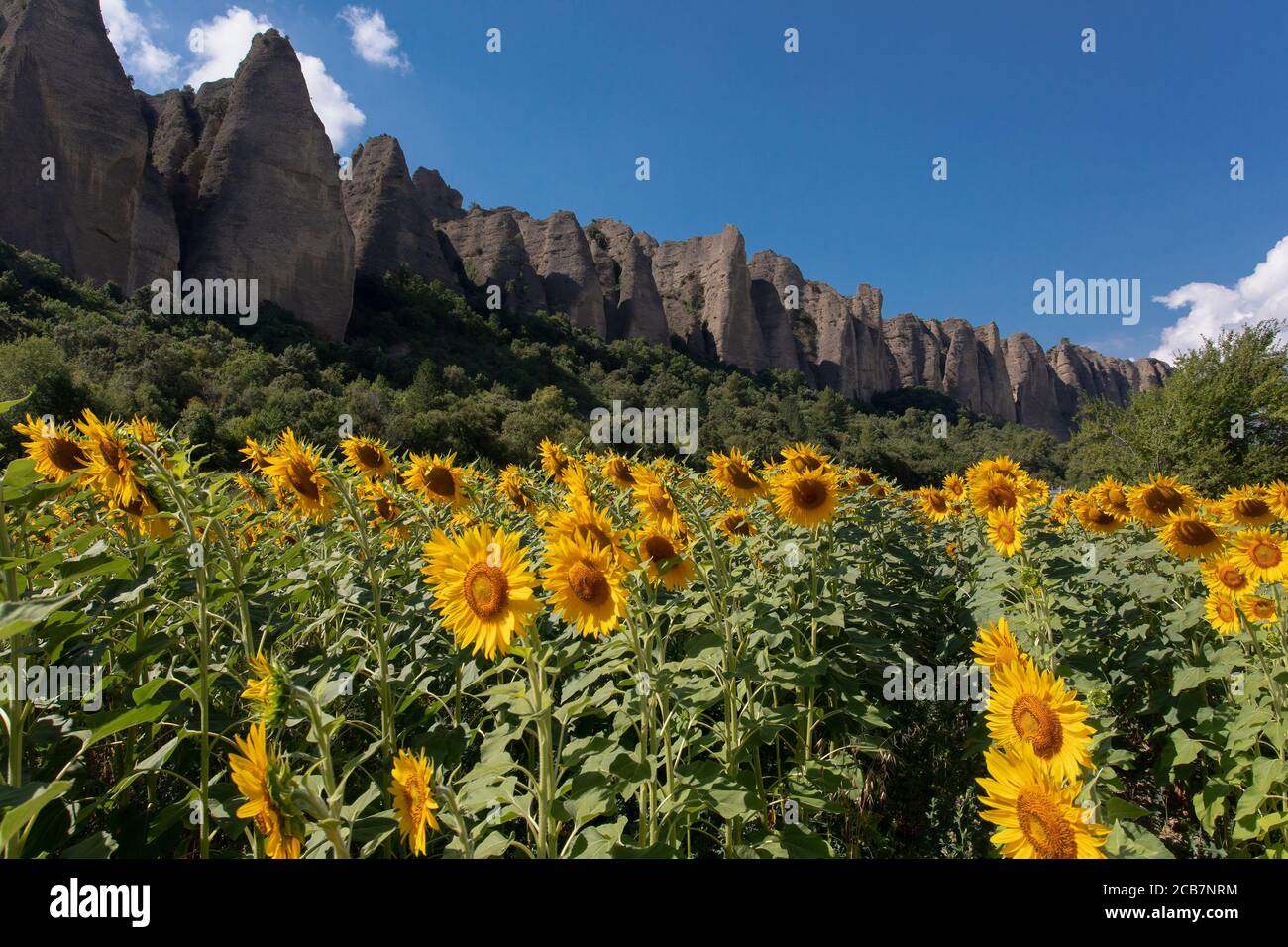 Mees hi-res stock photography and images - Alamy