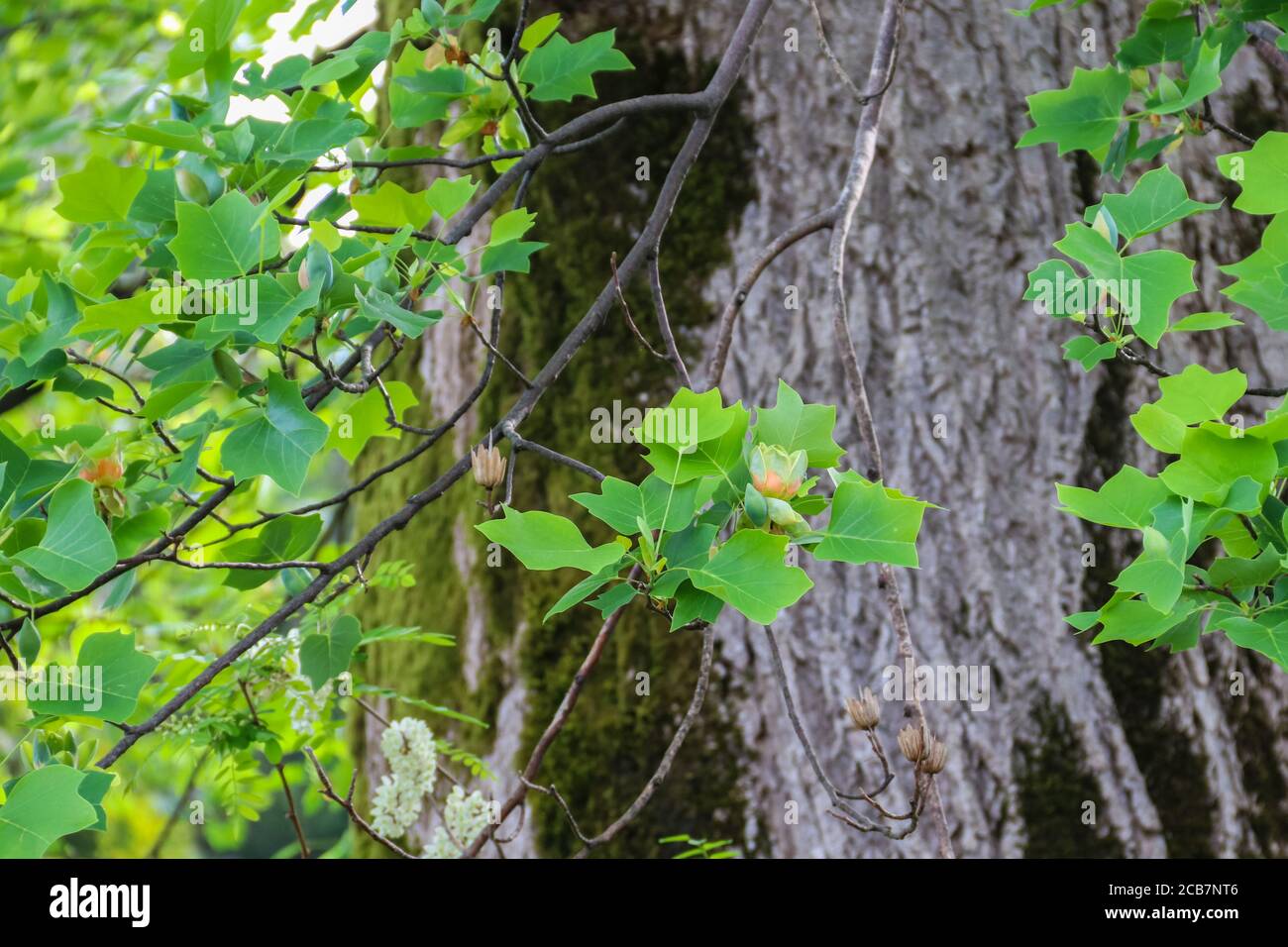 American tulip tree hi-res stock photography and images - Alamy