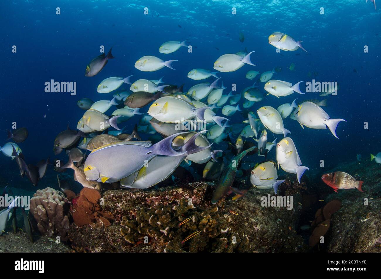 (Acanthurus xanthopterus) Yellowfin or purple Surgeonfish in a ...