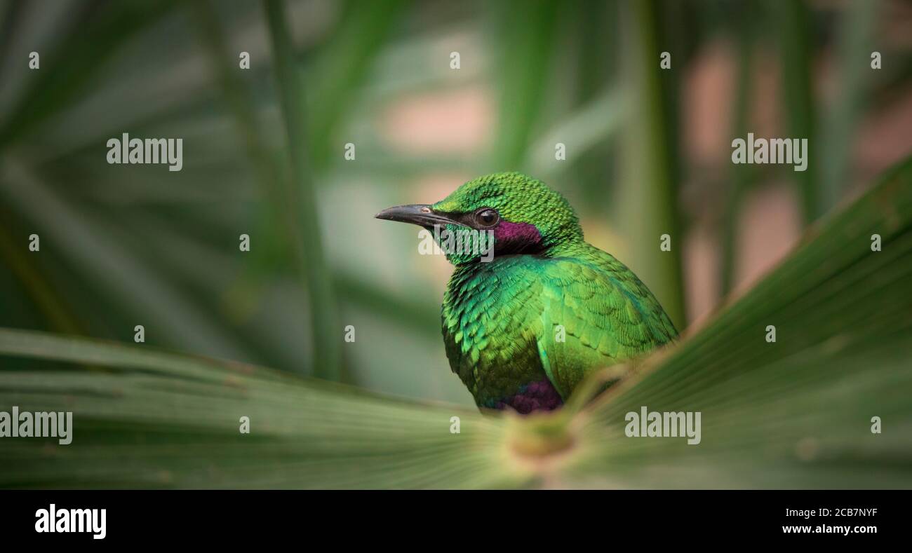 Merle metallique hi-res stock photography and images - Alamy