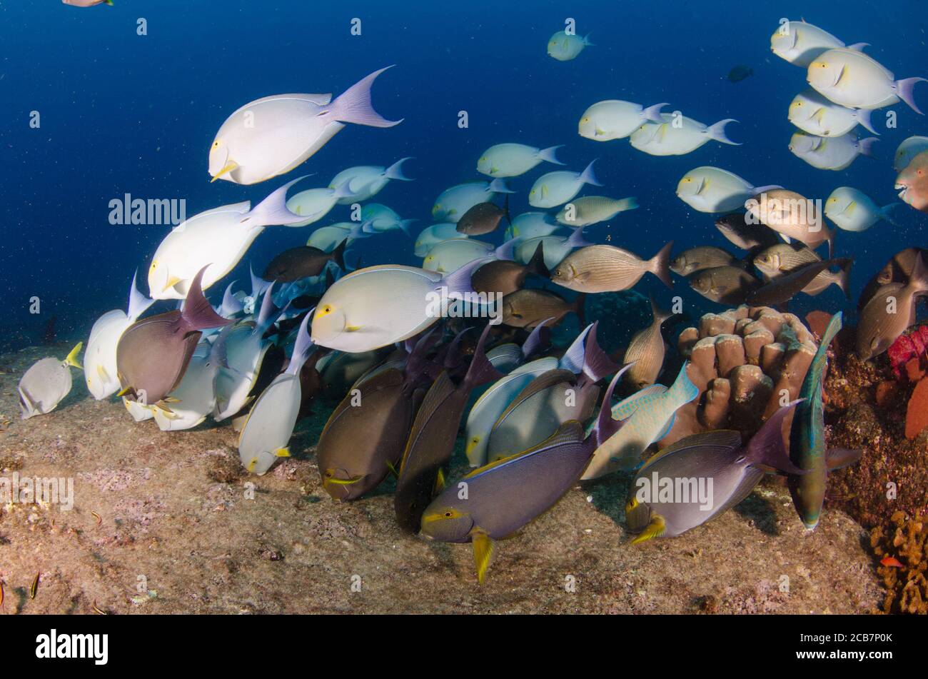 (Acanthurus xanthopterus) Yellowfin or purple Surgeonfish in a ...