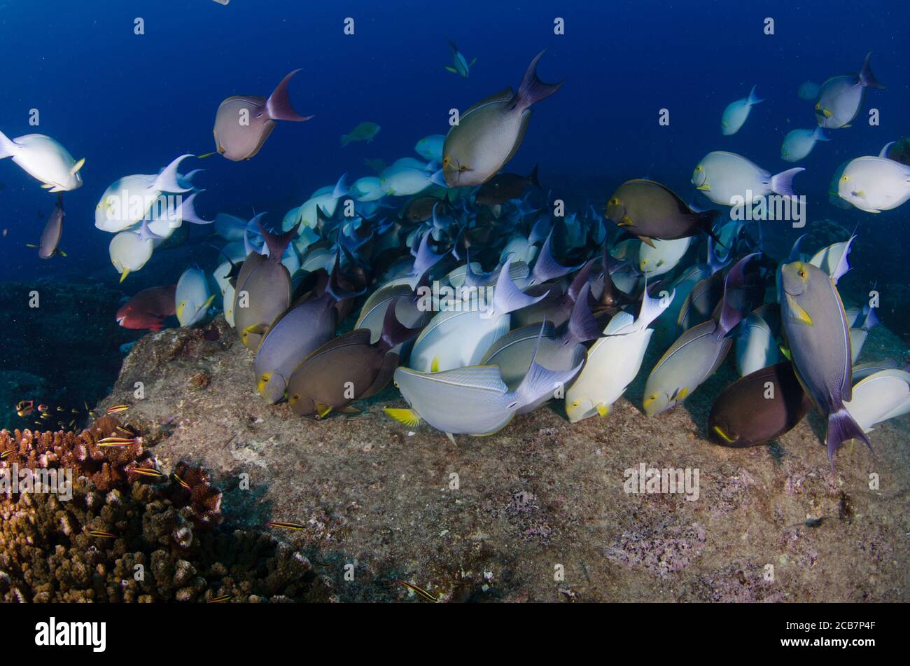 (Acanthurus xanthopterus) Yellowfin or purple Surgeonfish in a ...