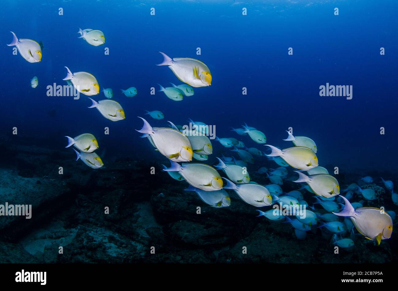 (Acanthurus xanthopterus) Yellowfin or purple Surgeonfish in a ...
