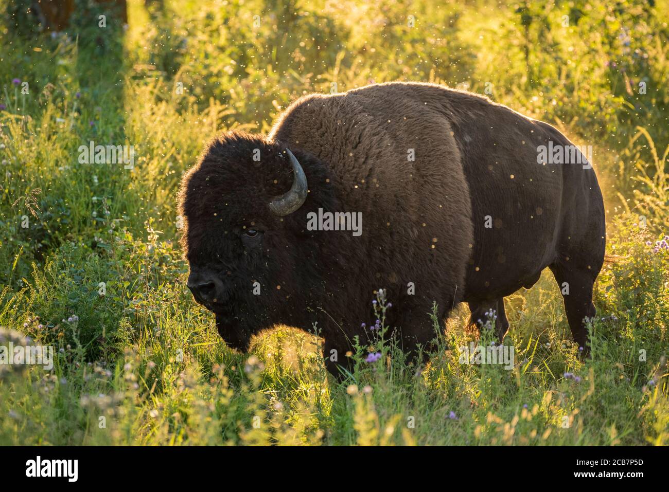 Bison, Elk Island National Park, Alberta, Canada Stock Photo - Alamy