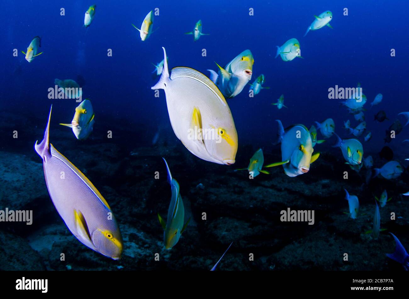 (Acanthurus xanthopterus) Yellowfin or purple Surgeonfish in a ...