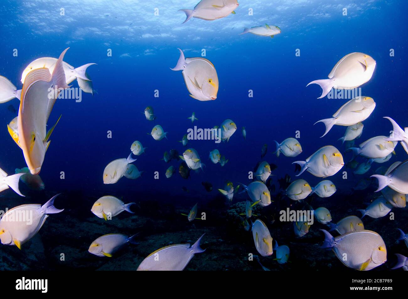 (Acanthurus xanthopterus) Yellowfin or purple Surgeonfish in a ...