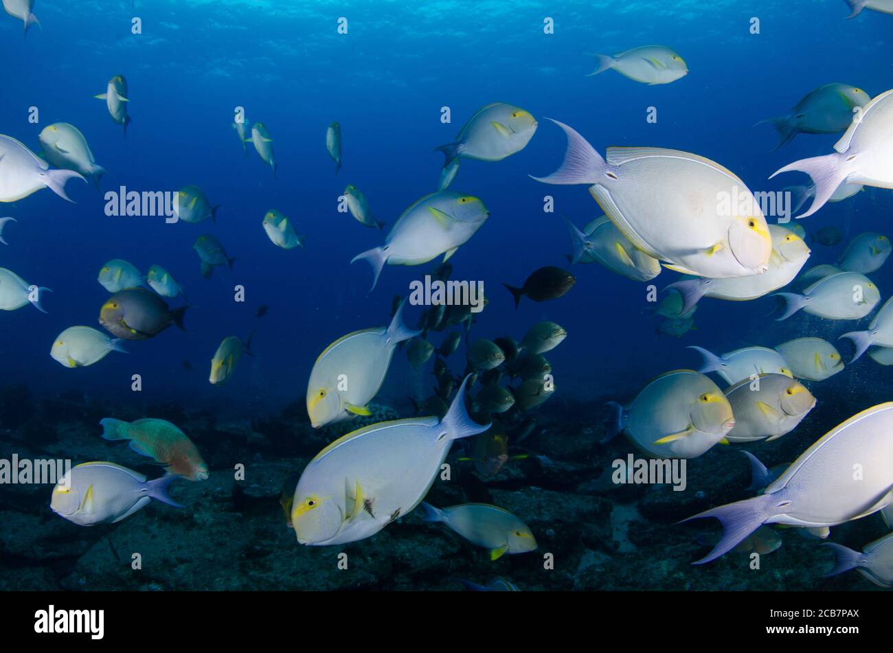 (Acanthurus xanthopterus) Yellowfin or purple Surgeonfish in a ...
