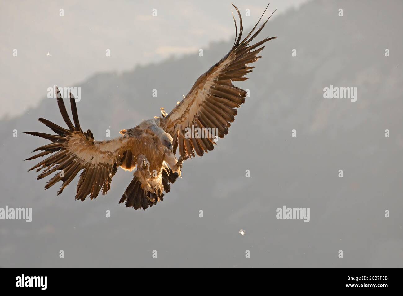 Vultures of the western palearctic hi-res stock photography and images ...
