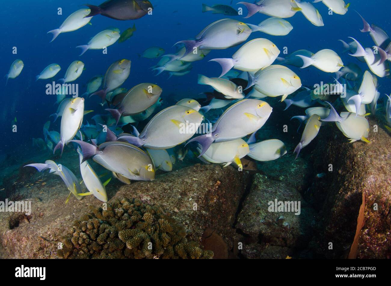 (Acanthurus xanthopterus) Yellowfin or purple Surgeonfish in a ...