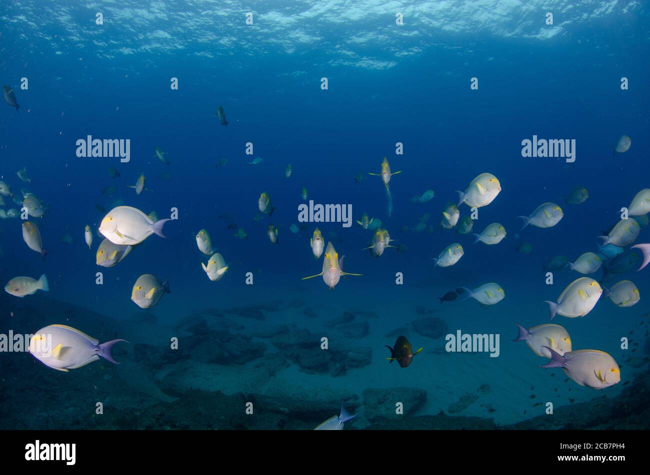 (Acanthurus xanthopterus) Yellowfin or purple Surgeonfish in a ...