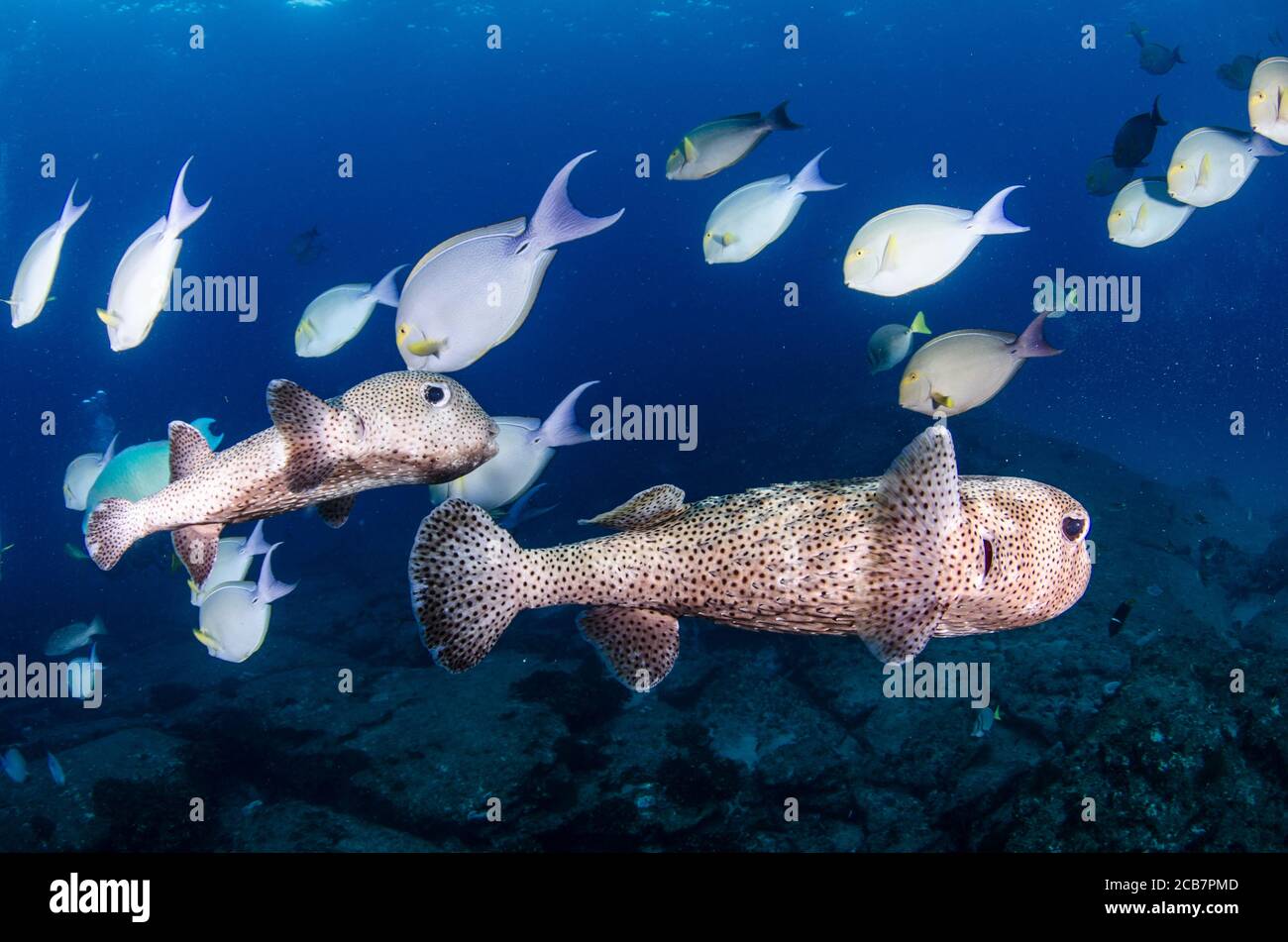 (Acanthurus xanthopterus) Yellowfin or purple Surgeonfish in a ...