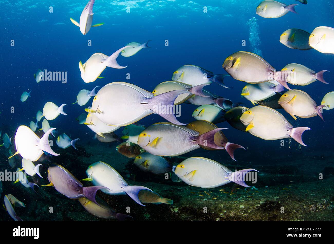 (Acanthurus xanthopterus) Yellowfin or purple Surgeonfish in a ...