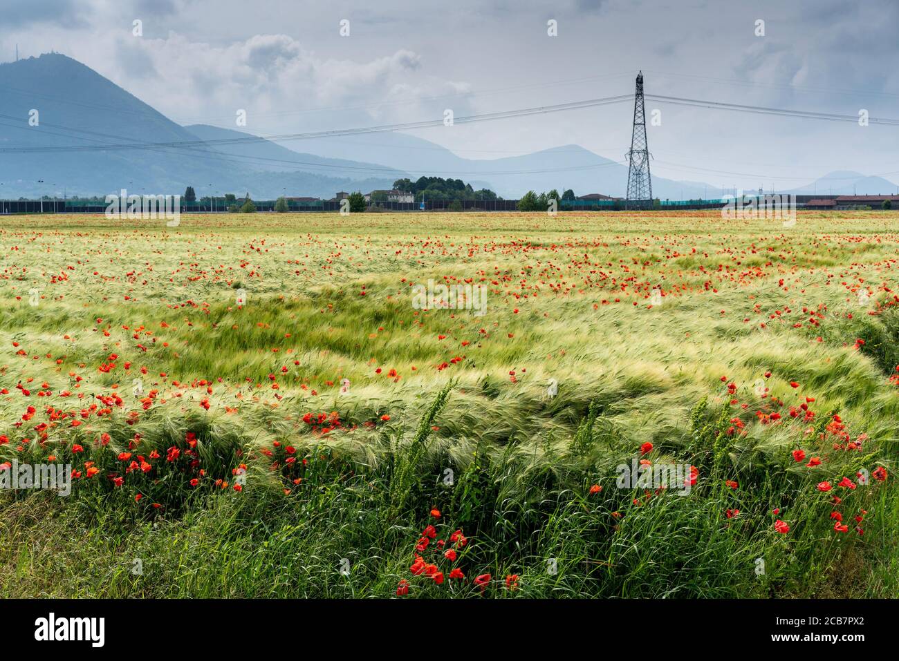Italy, Agugliaro May 26 2019 Poppy in a field © J.-P. Di Silvestro ...