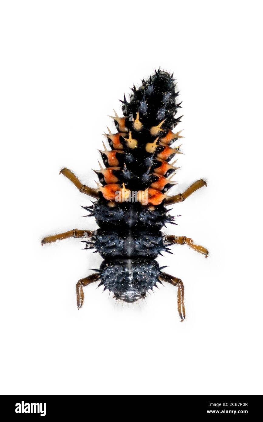 Marco image of a colorful ladybug larva isolated on white Stock Photo ...