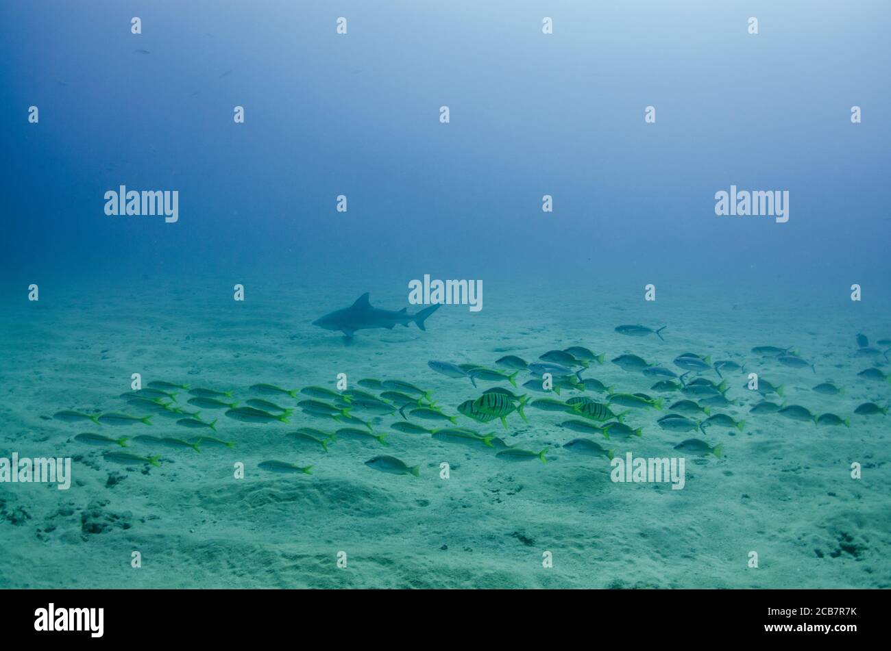 Bull Shark (Carcharhinus leucas). reefs of the Sea of Cortez, Pacific ...